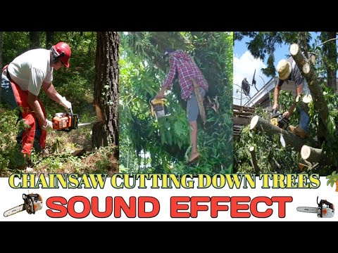 Chainsaw Cutting Down Trees Sound Effect | Chainsaw Machine #chainsaw ...