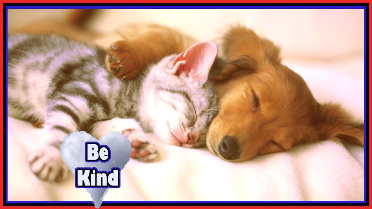 24 Animals That Asked People for Help & Kindness Compilation - YouTube