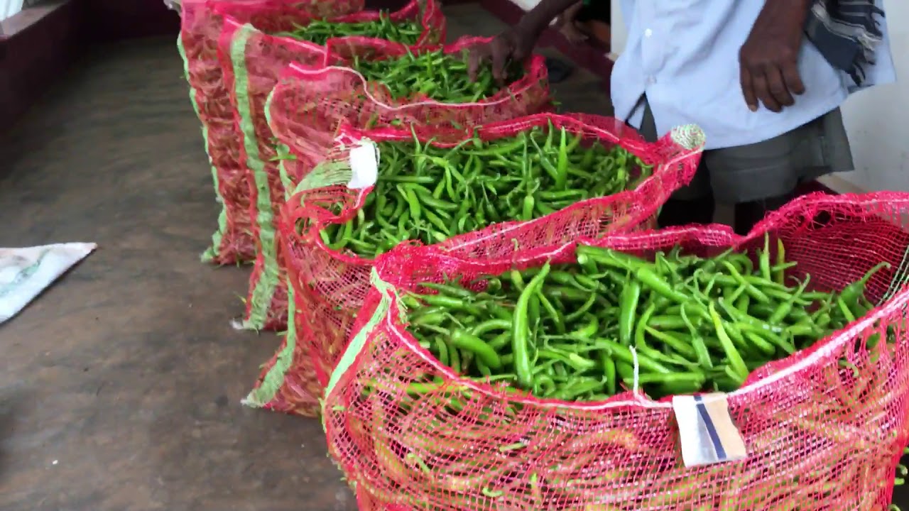 Hosachiguru integrated farm menasu - YouTube