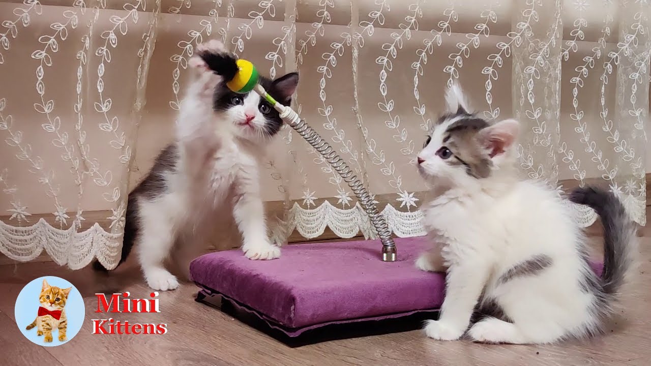 Funny kittens 8. Mom cat and her cute kittens 8. Kittens meow 8. 2024 ...