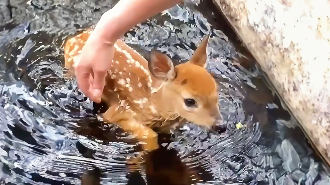 Man rescues baby deer from flood water, 2 months later mother deer ...