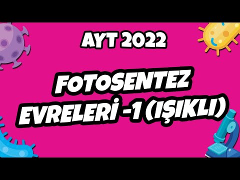 AYT Biyoloji -Fotosentez Evreleri -1 (Işıklı) | AYT Biyoloji 2022 #hedefekoş