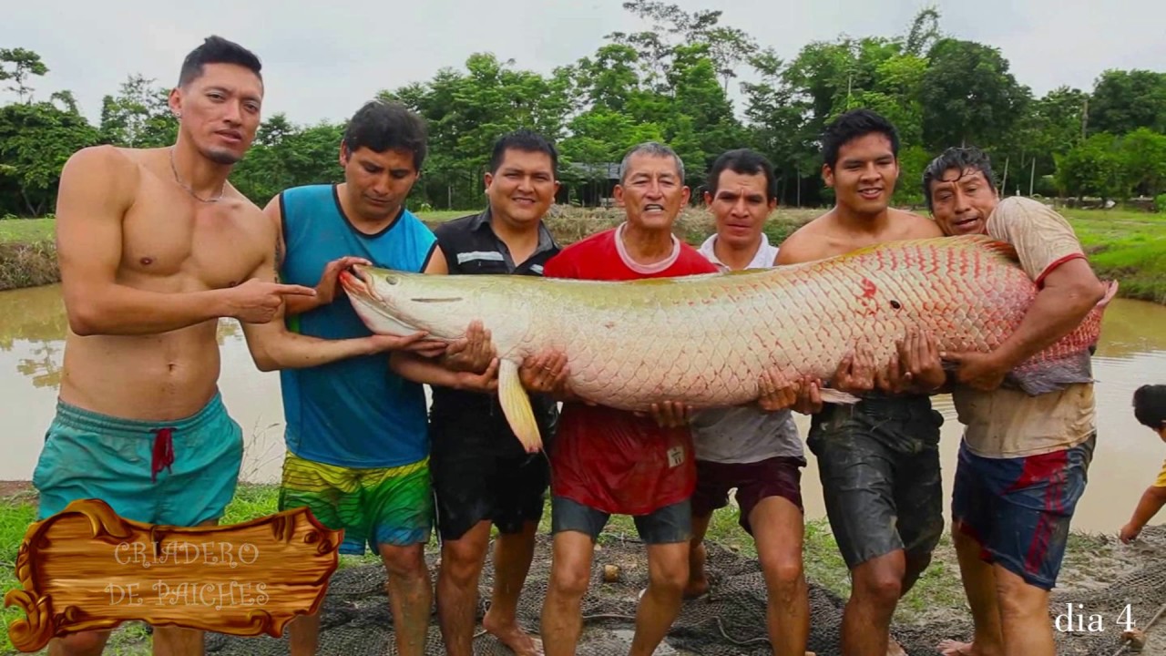 TINGO MARIA ECOLOGY PERU - YouTube