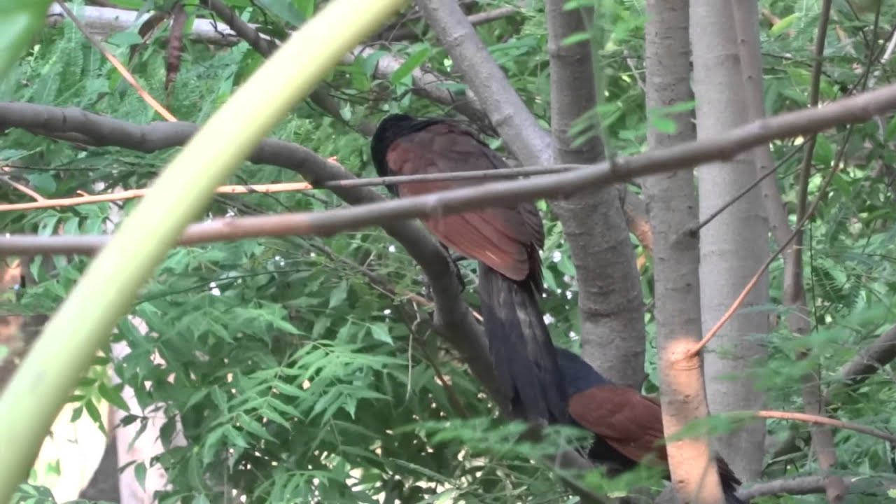 Centropus sinensis (Ratna pakshi) - YouTube