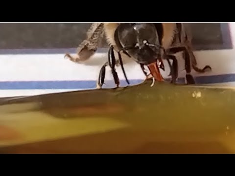 this bee got lost in my room - YouTube