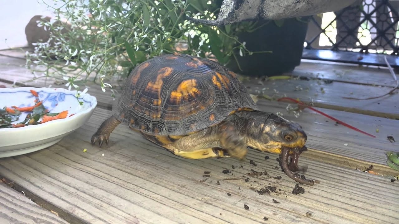 Easteren box turtle eating worms - YouTube