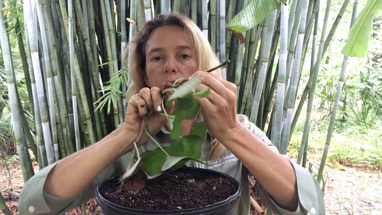 How to Grow Sweet Potato from Root or Cutting - YouTube