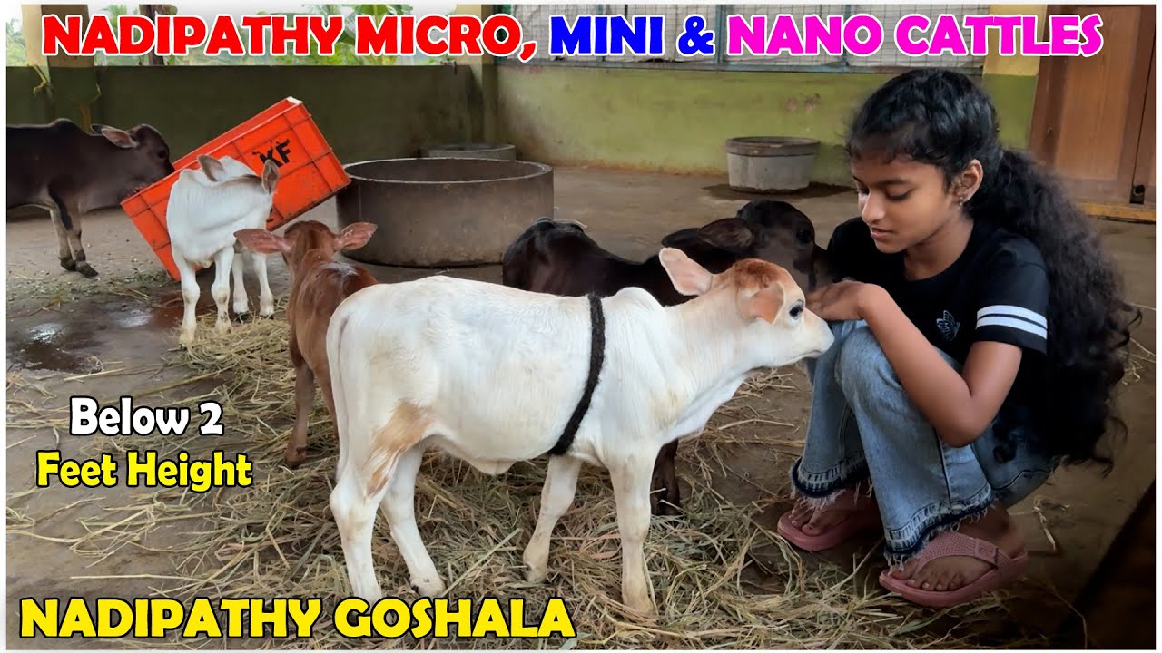 Nadipathy Micro Mini & Nano Cattles | Nadipathy Goshala | #youtube #viral #tinycow #cow #farming ...