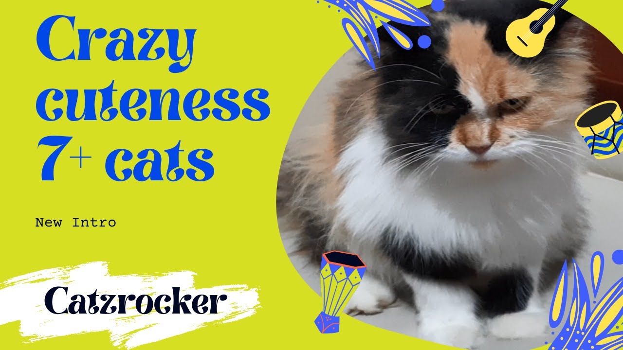Crazy cuteness 7+ cats of Catzrocker is back | Kucing gila n lucu ...