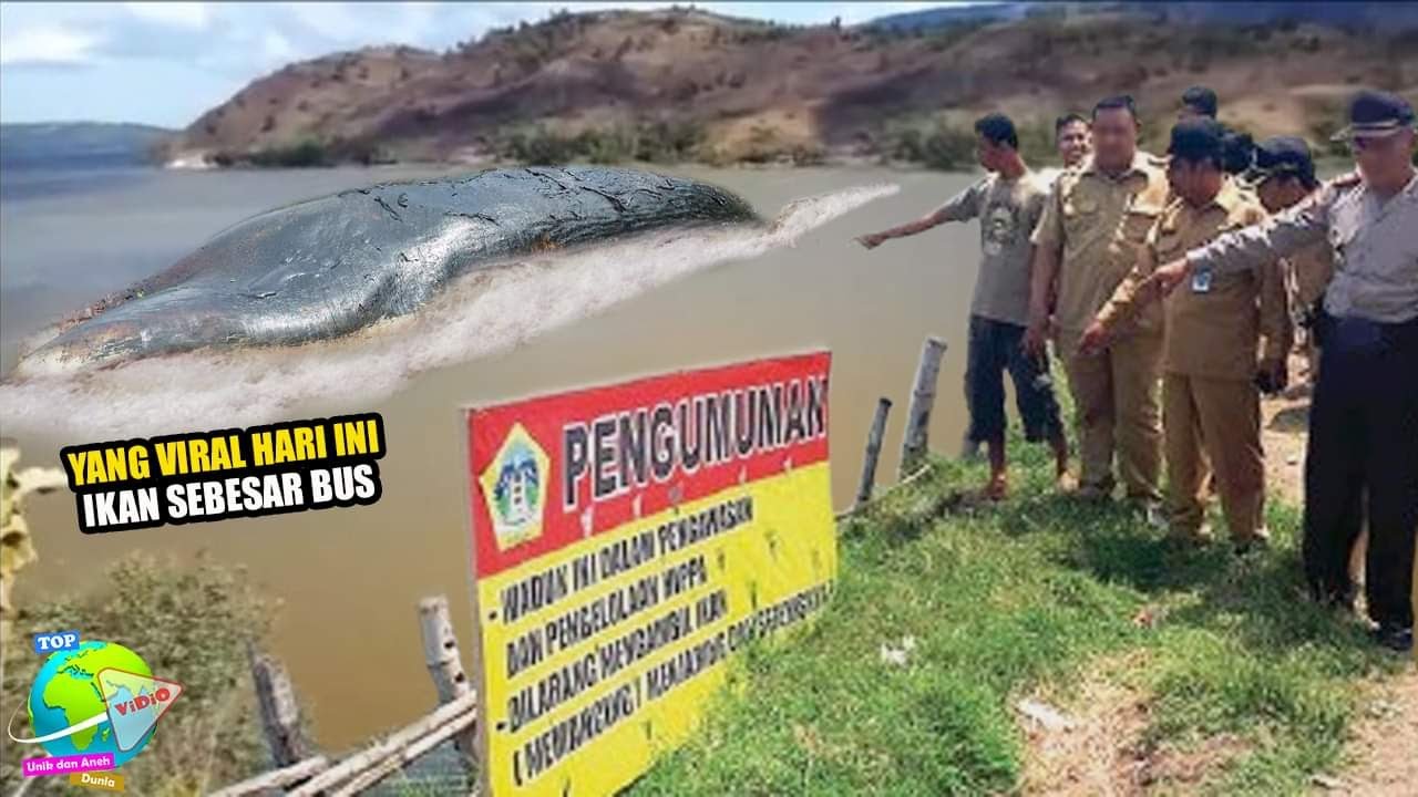 Viral di Tiktok Hari Ini !! Penampakan Ikan Raksasa Sebesar Bus di Ranu ...