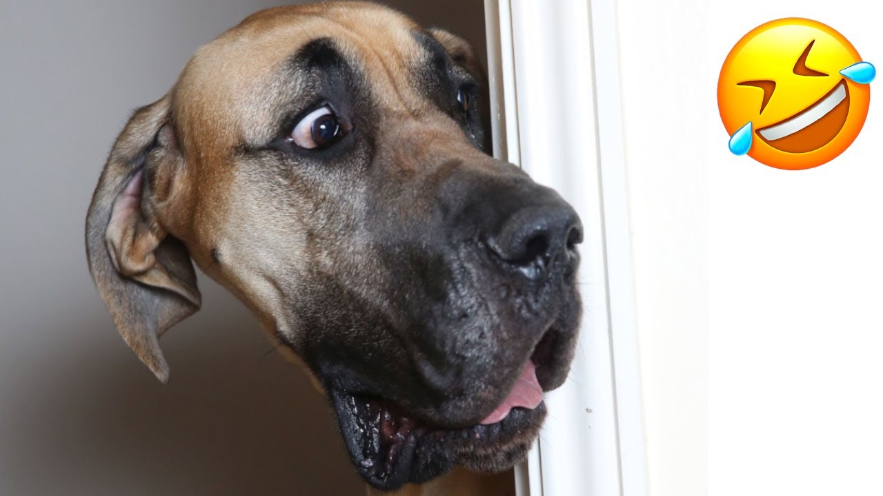 Funny Animal Video😂You will laugh for a long time😂Best Compilation # 40 ...