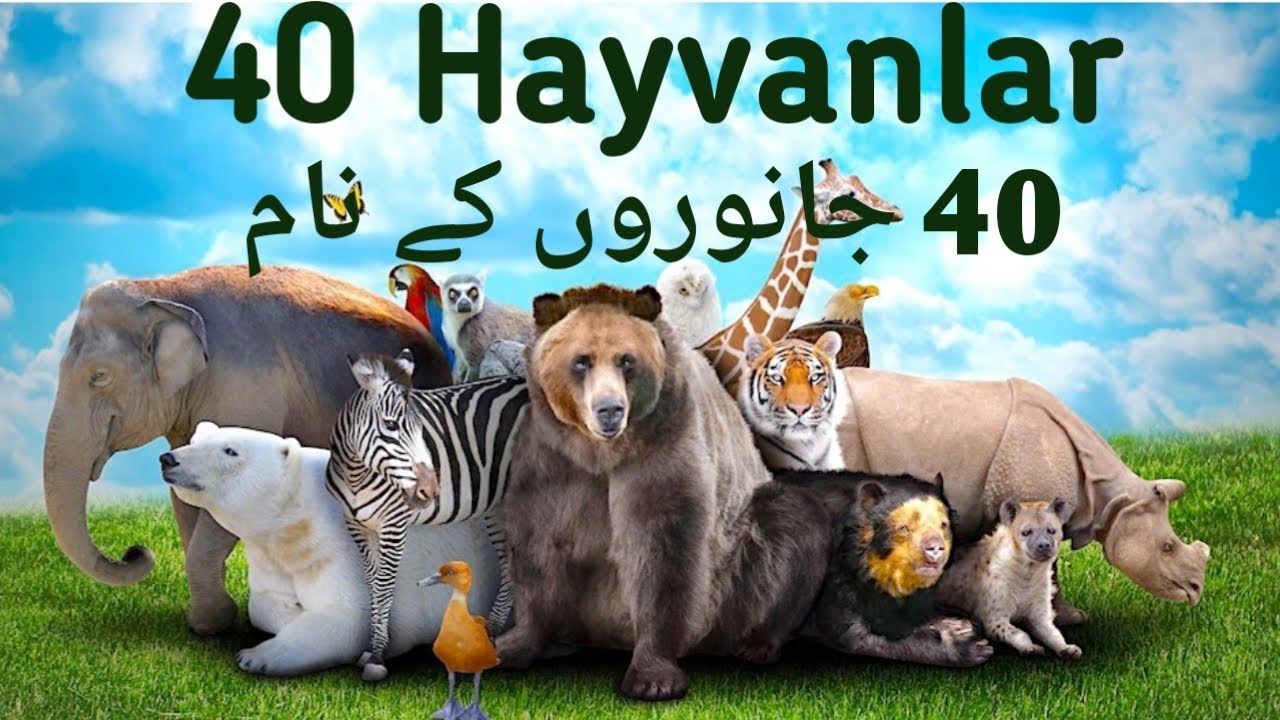 40 names of Animals in Turkish | Hayvanlar | Hayvan isimleri \ adları ...