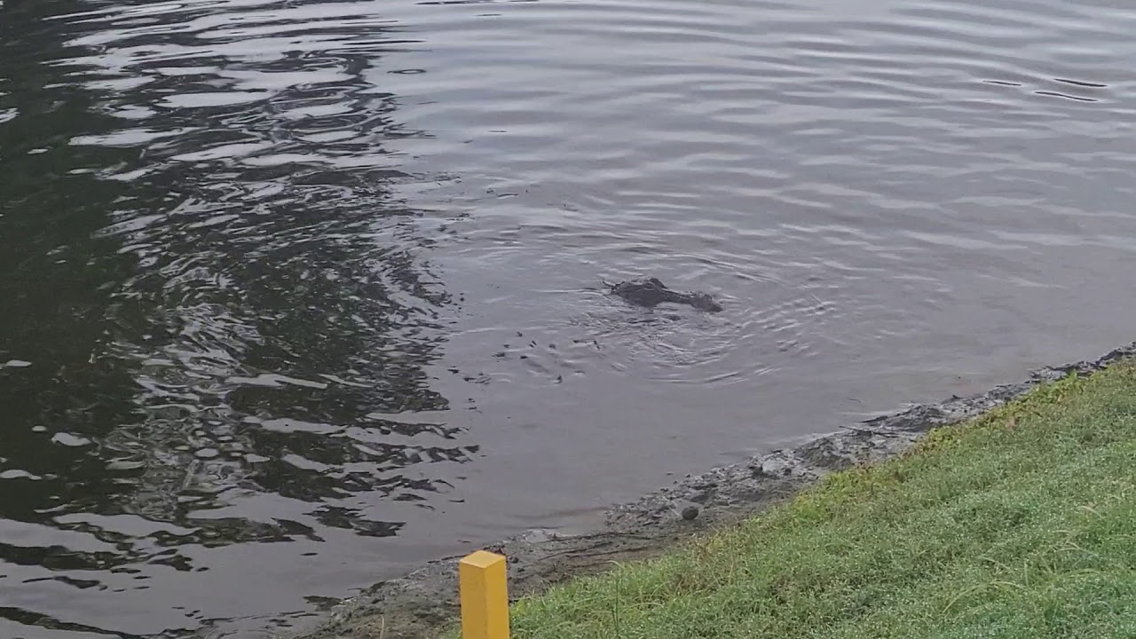 Gator Eating - YouTube