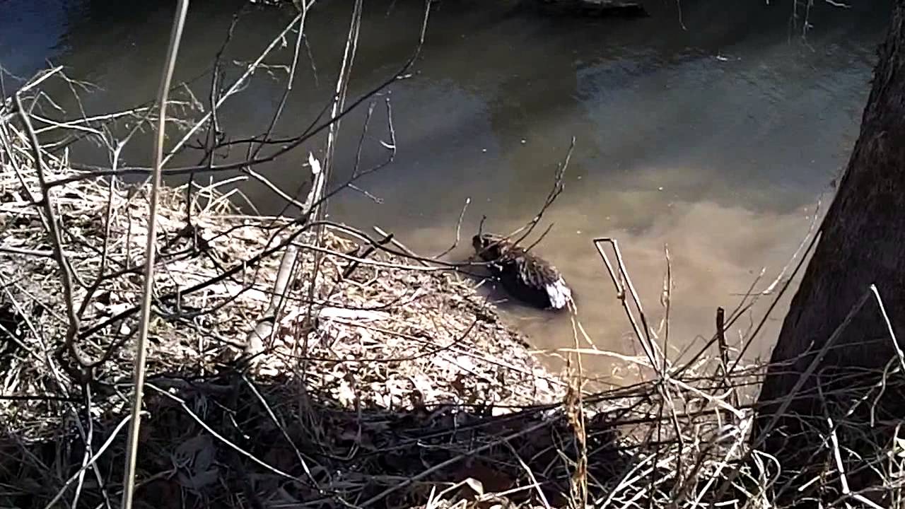 Beaver trap line 2015 - YouTube