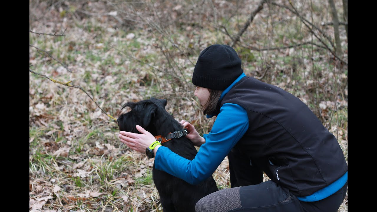Electra SAR training for dogs - YouTube
