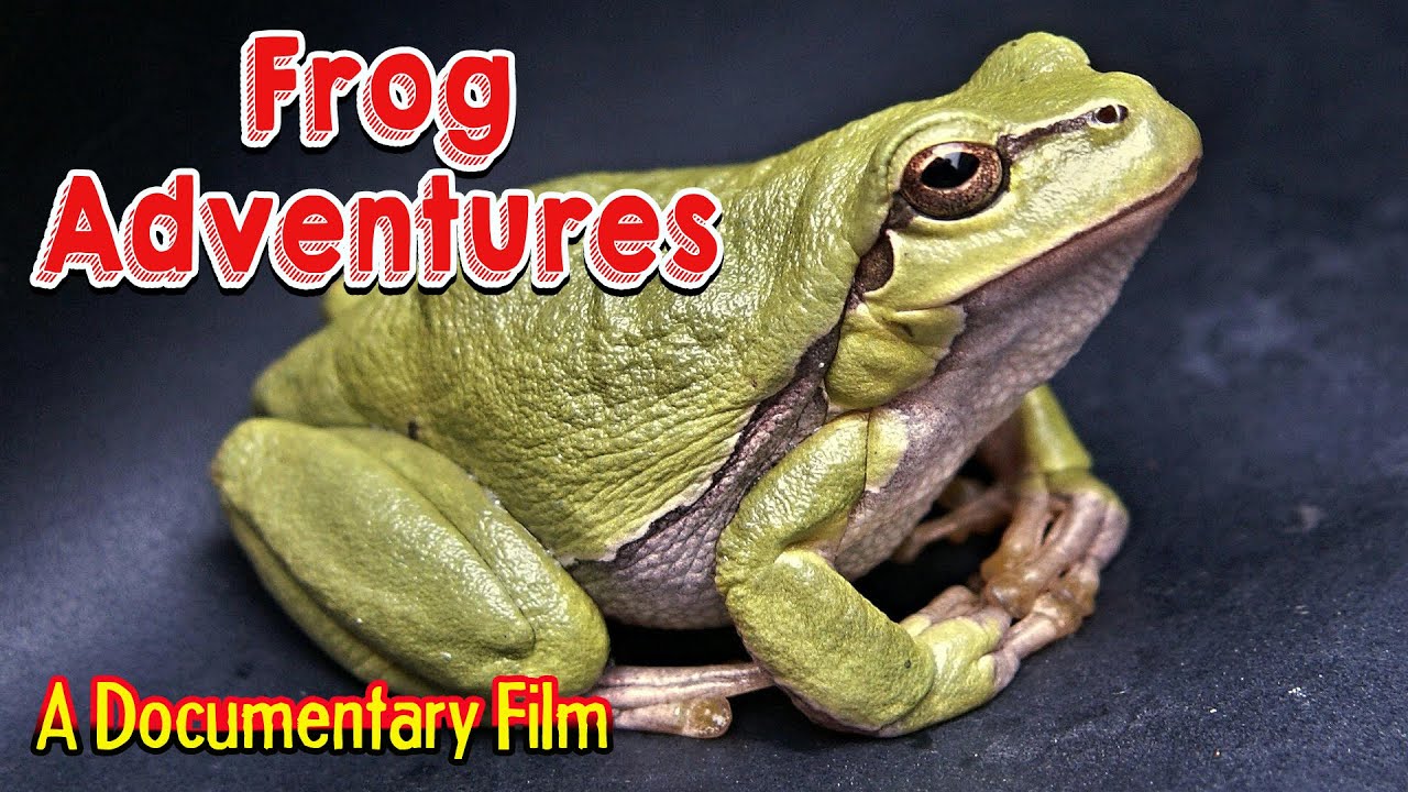 Frog Adventures Discovering Species and Life Cycles! ।। - YouTube