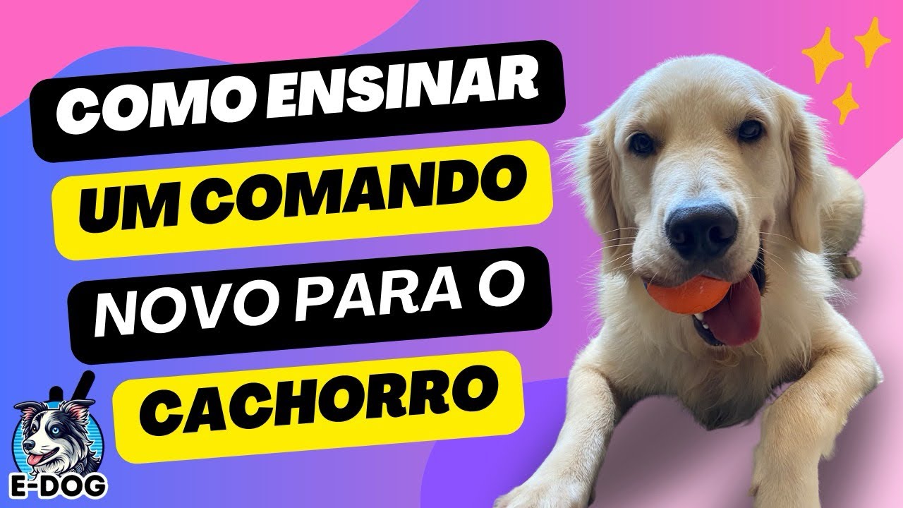 Como ensinar um comando novo para o cachorro - YouTube