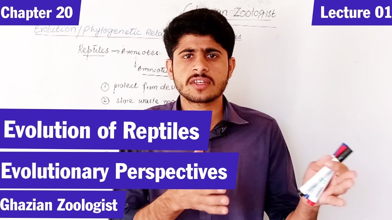 Evolution of Reptiles|Evolutionary Perspective | Phylogenetic ...