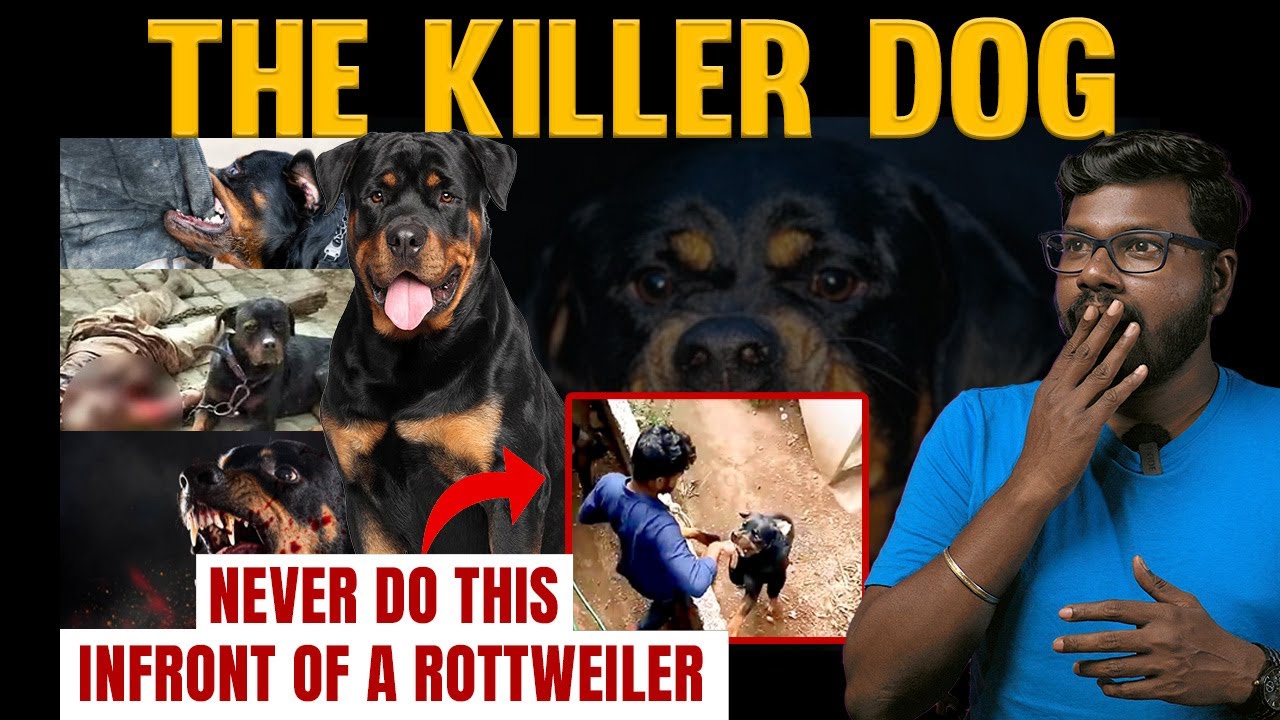 Is this the most dangerous dog? | உலகின் பயங்கரமான நாய்களில் ஒன்றா ...
