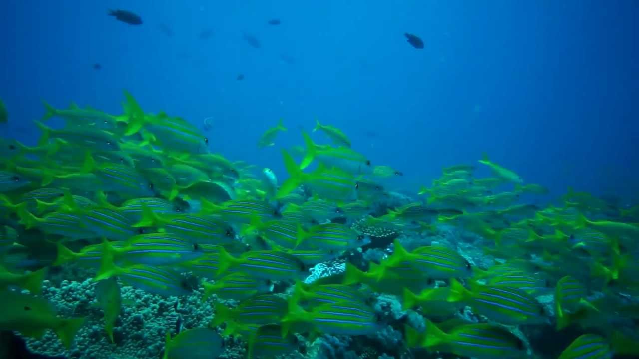 Diving in Kenya Mombasa Marine National Park #1 - YouTube