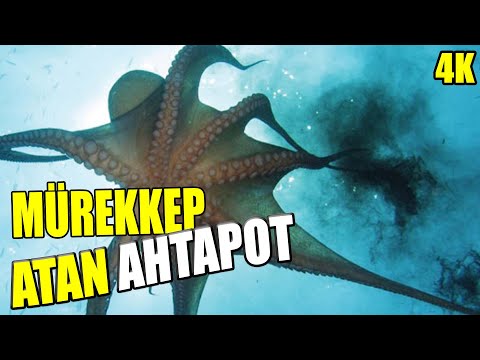 Ahtapot Mürekkep Atar Mı? | ATAR | Octopus Squirts Ink At Me | Görüntü Avı