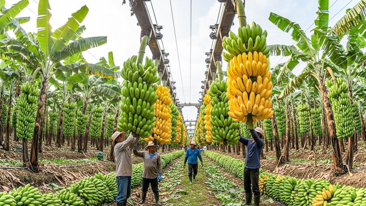 How to Harvest and Process Millions of Bananas in India | Banana Chips ...