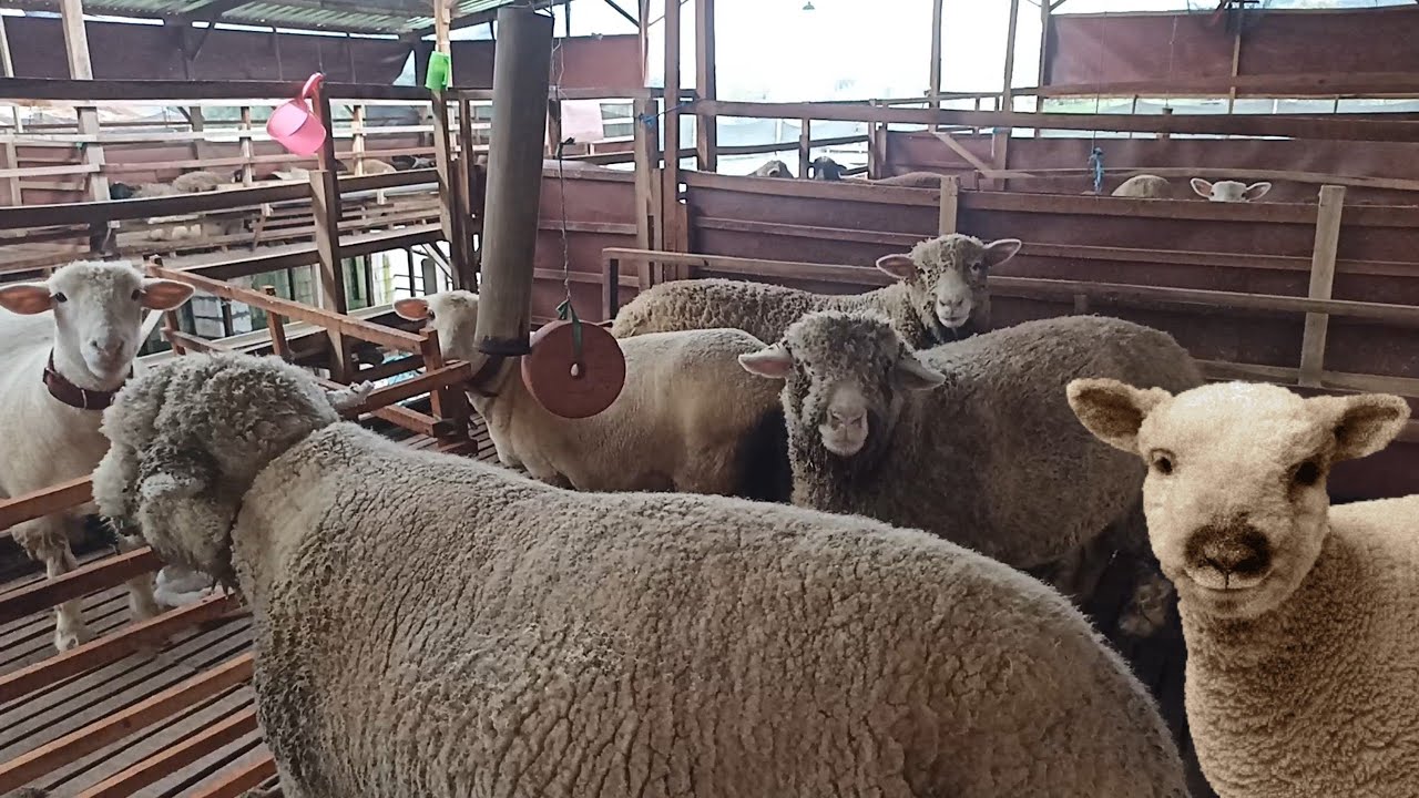 Merino Sheep farming | Merino Sheep Farm - YouTube