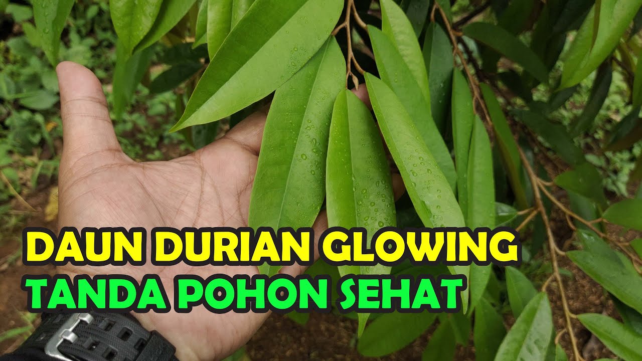PERAWATANNYA SAMA, TIDAK SEMUA DAUN POHON DURIAN SEHAT !!! - YouTube