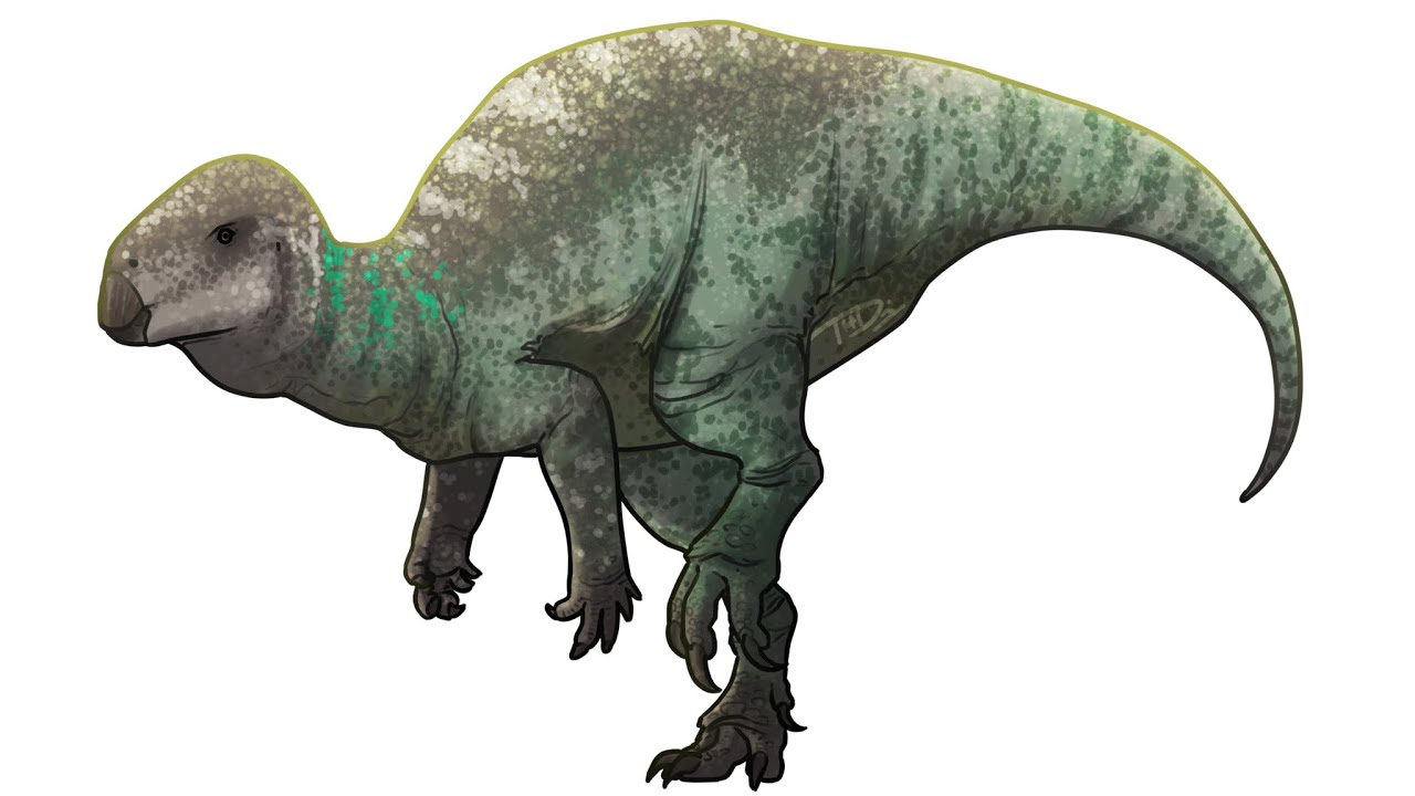 Zalmoxes - El Reptil de Zalmoxis - DinoPedias - YouTube