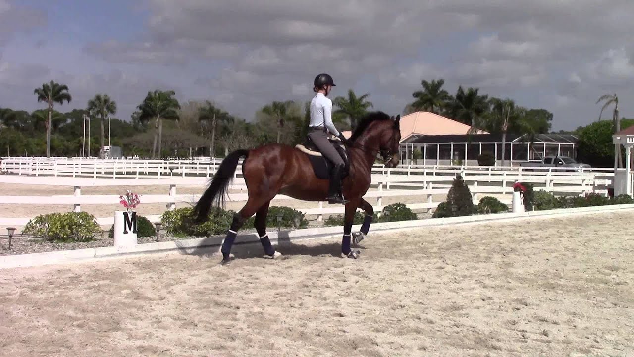 Largo and Eliza YR Freestyle Canter 3/10/16 - YouTube