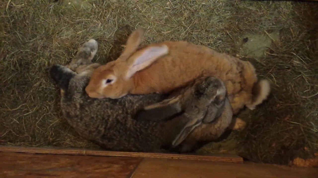 Flemish Giant Rabbits together Vaamse reus Duitse reus - YouTube