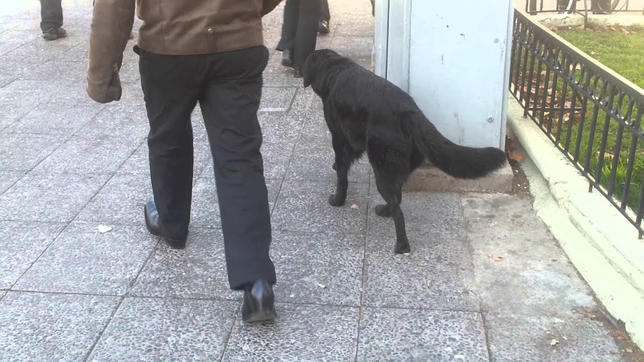 Free-roaming dog crossing a busy avenue in Santiago, Chile - YouTube