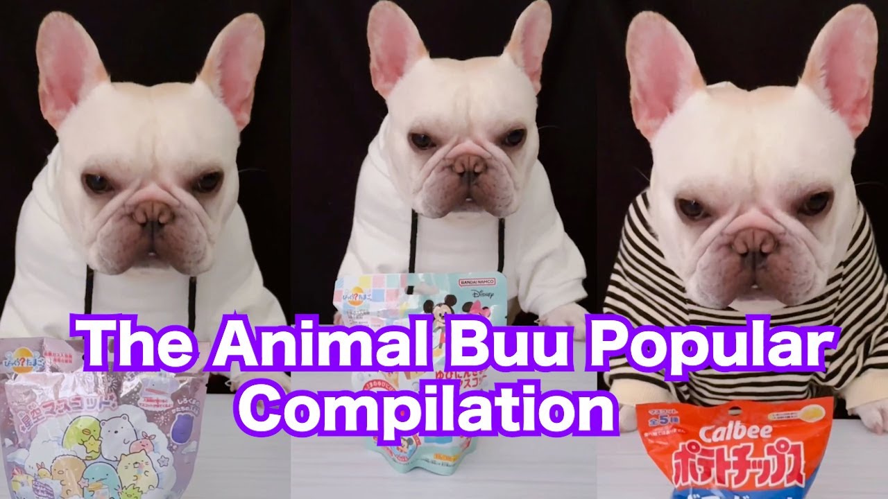 The Animal Buu Compilation | the most Fuuny collection21 #theanimalbuu ...