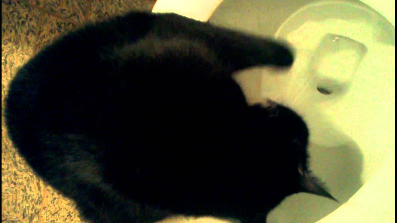 Cat drinking out of the toilet!! Must see!!! - YouTube