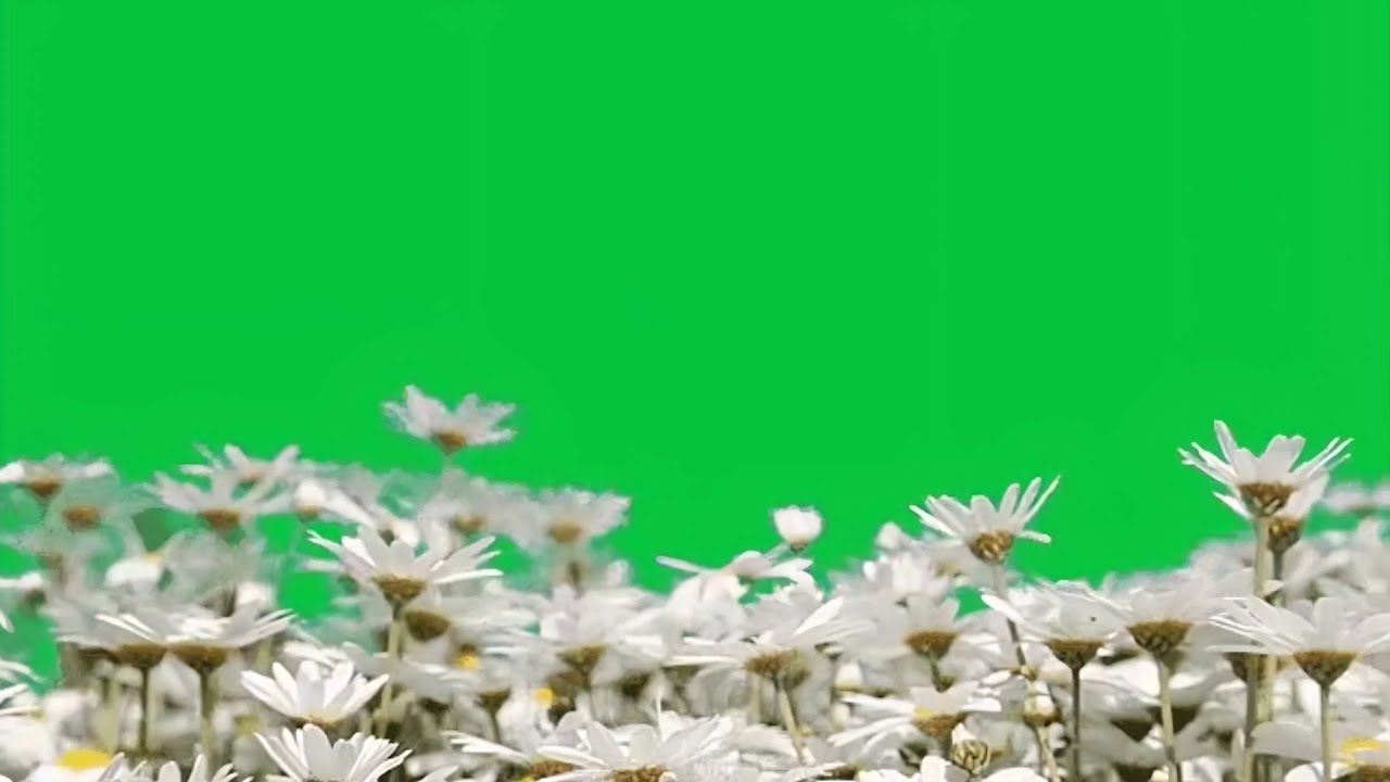 white flowers green screen video download | green screen flowers ...