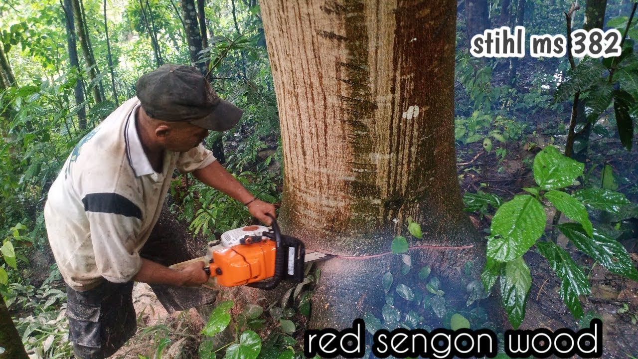 tebang pohon sengon merah@BANTEN_WORKER - YouTube