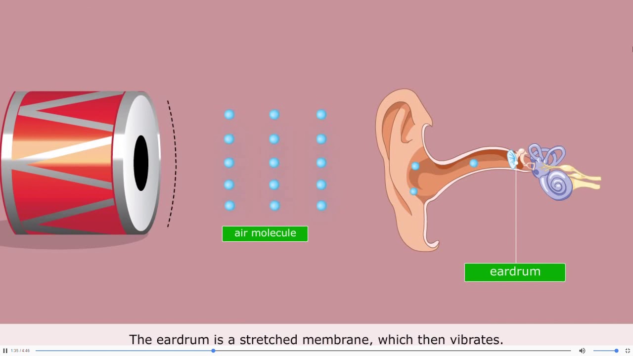 Lesson 13 Sound Living Science Class 8th YouTube lesson-13-sound-living-science-class-8th-youtube
