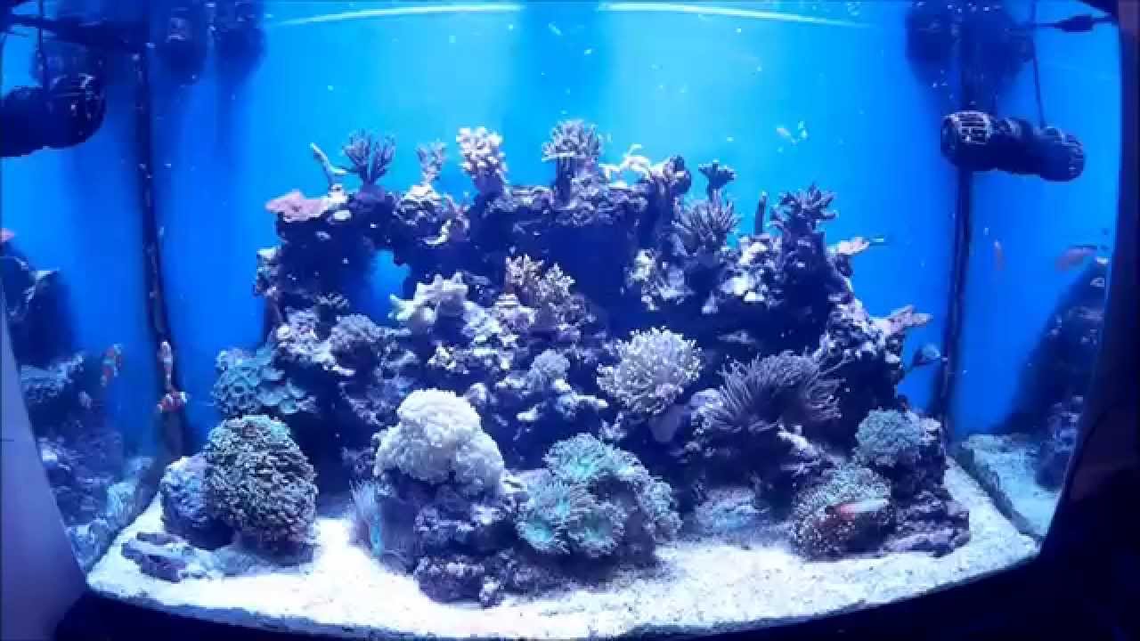 Kaosone - Fluval Osaka 260 LPS / SPS Reef, 15 Months Old (07.12.14 ...