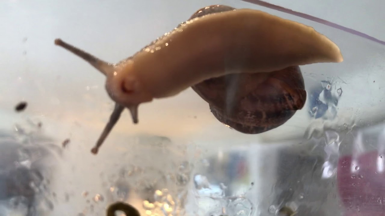 Gretchen snail shows her cute mouth moving through the Perspex - YouTube