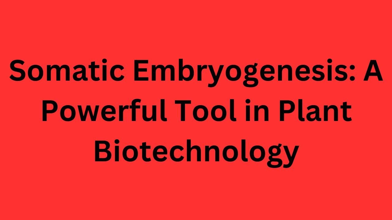 Somatic Embryogenesis: A Powerful Tool in Plant Biotechnology - YouTube