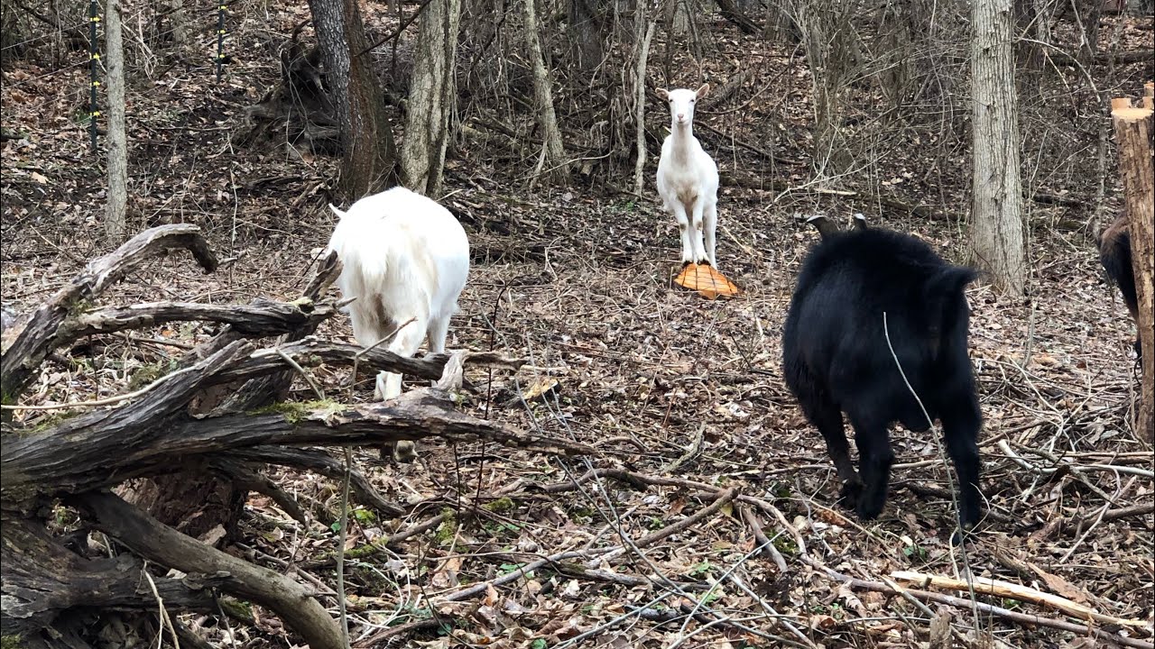 #61 Getting Goats and a Bunny on the Hobby Farm! - YouTube