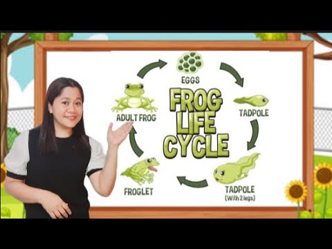 Life Cycle of a Frog|| Science|| Video Lesson|| Best Educational Video ...