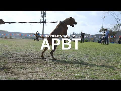 AMERICAN PITBULL TERRIER: BREED REVIEW