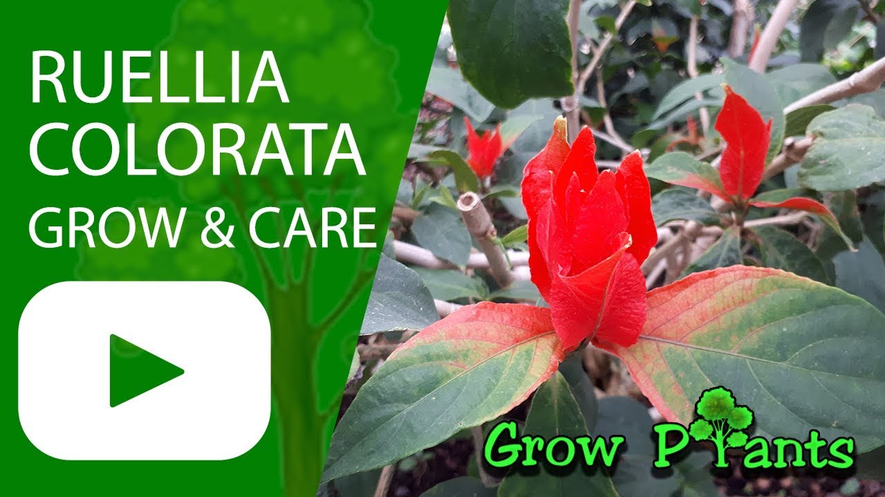 Ruellia colorata - grow & care (Wild Petunia) - YouTube