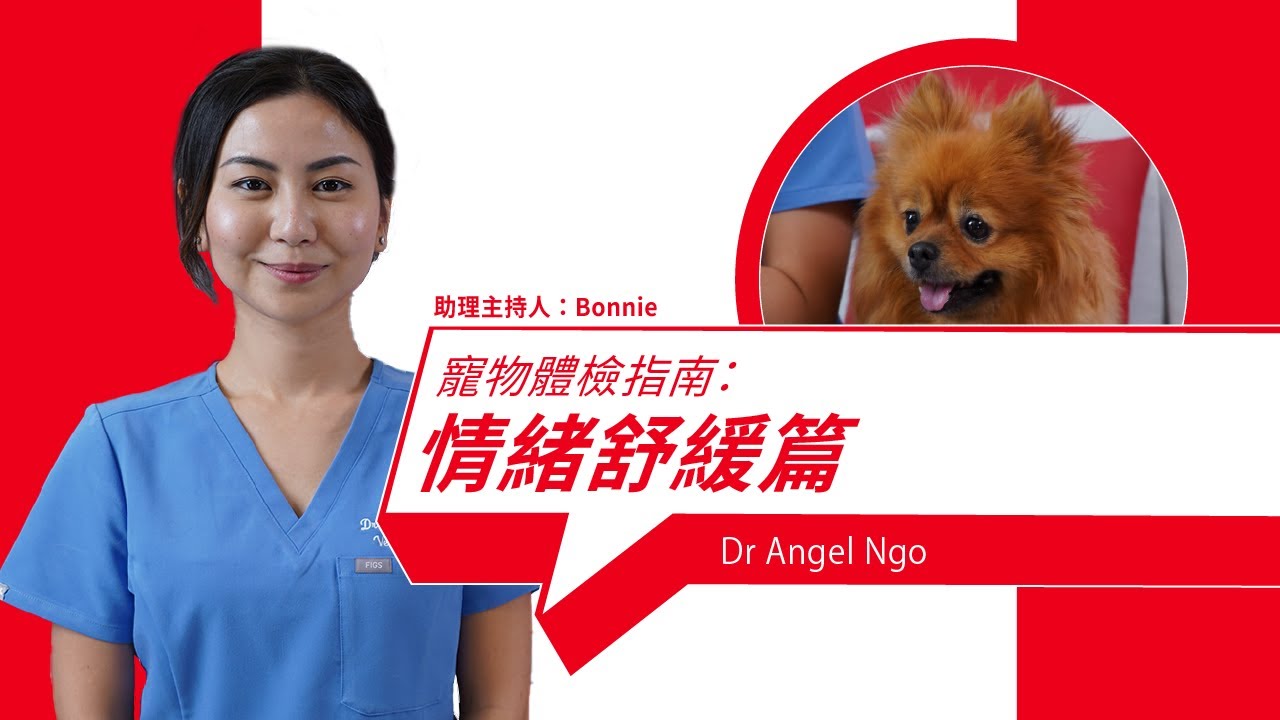 低壓力的健康檢查：全面指南 Dr Angel Ngo | 貓狗在面對陌生的環境與人時感到極度焦慮與恐懼 | 主人與獸醫共同合作確保寵物在接受 ...