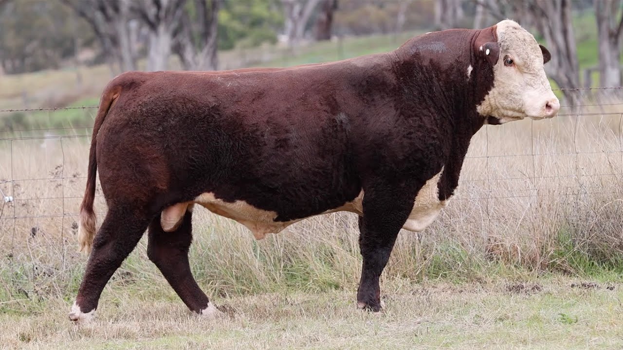 Lot 24 CDET059 Cascade 2024 - YouTube