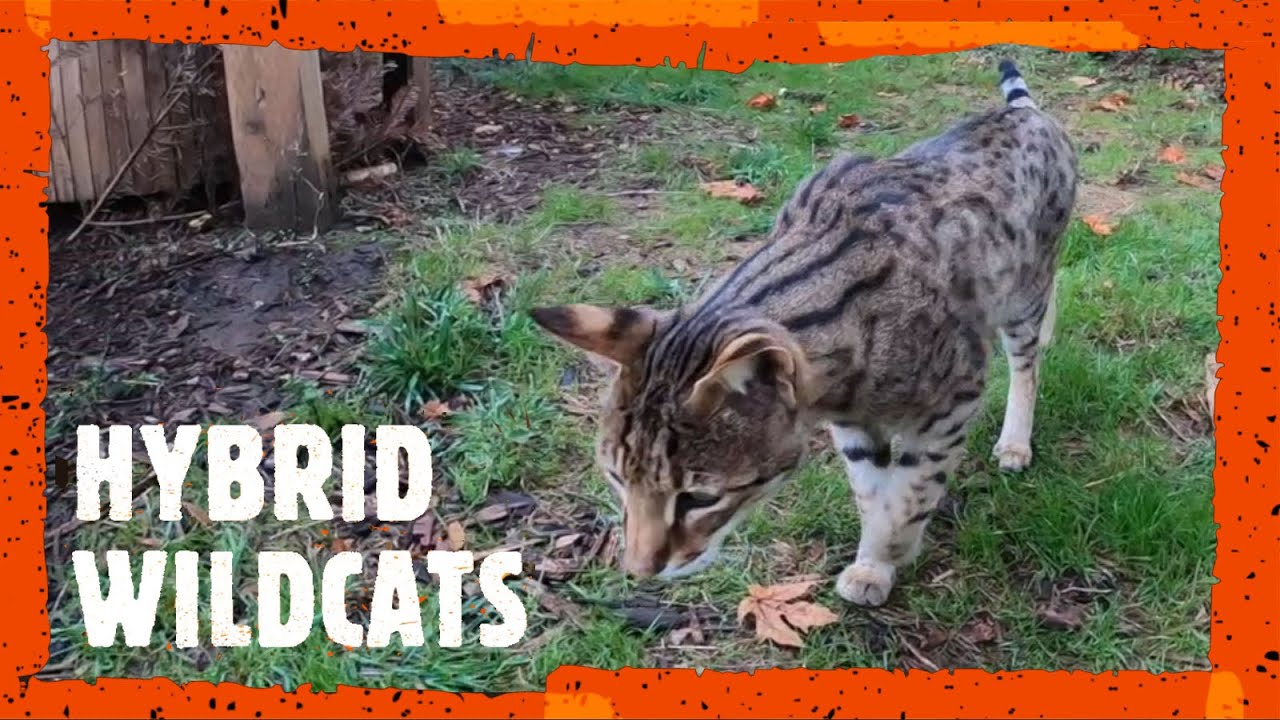 Meet our Hybrid Wildcats - YouTube