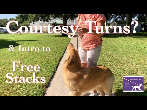 Tips & Techniques for Dog Shows: Courtesy Turns & An Introduction to ...