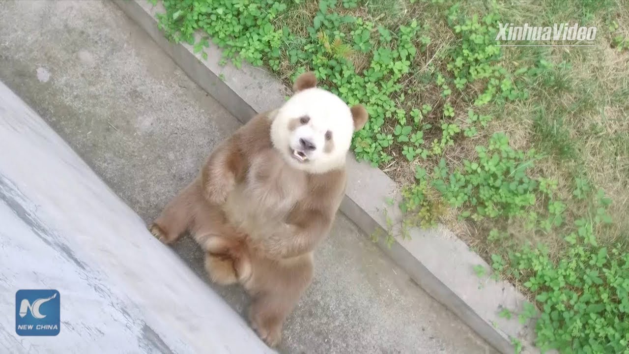 From abandoned cub to expectant father: world's only brown and white ...