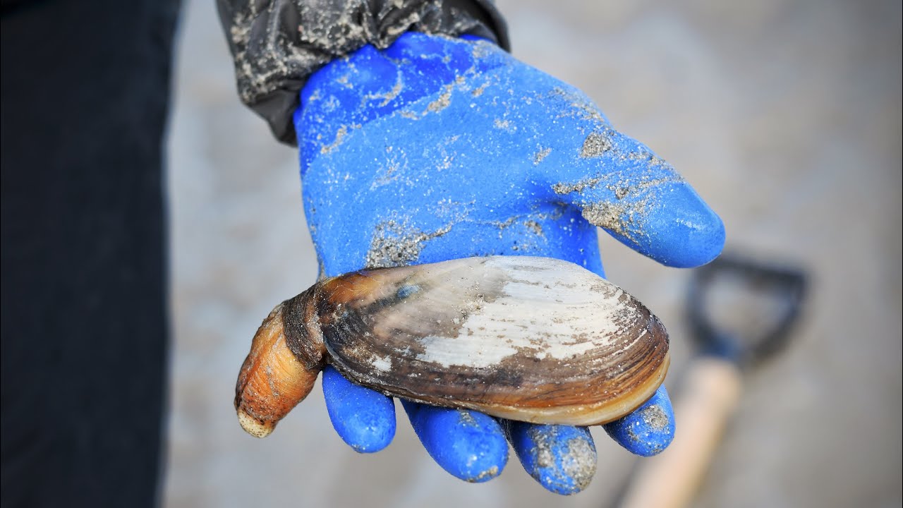 FINDING BAIT DOWN THE BEACH | BAIT DIGGING | GAPER CLAMS & RAZOR CLAMS ...
